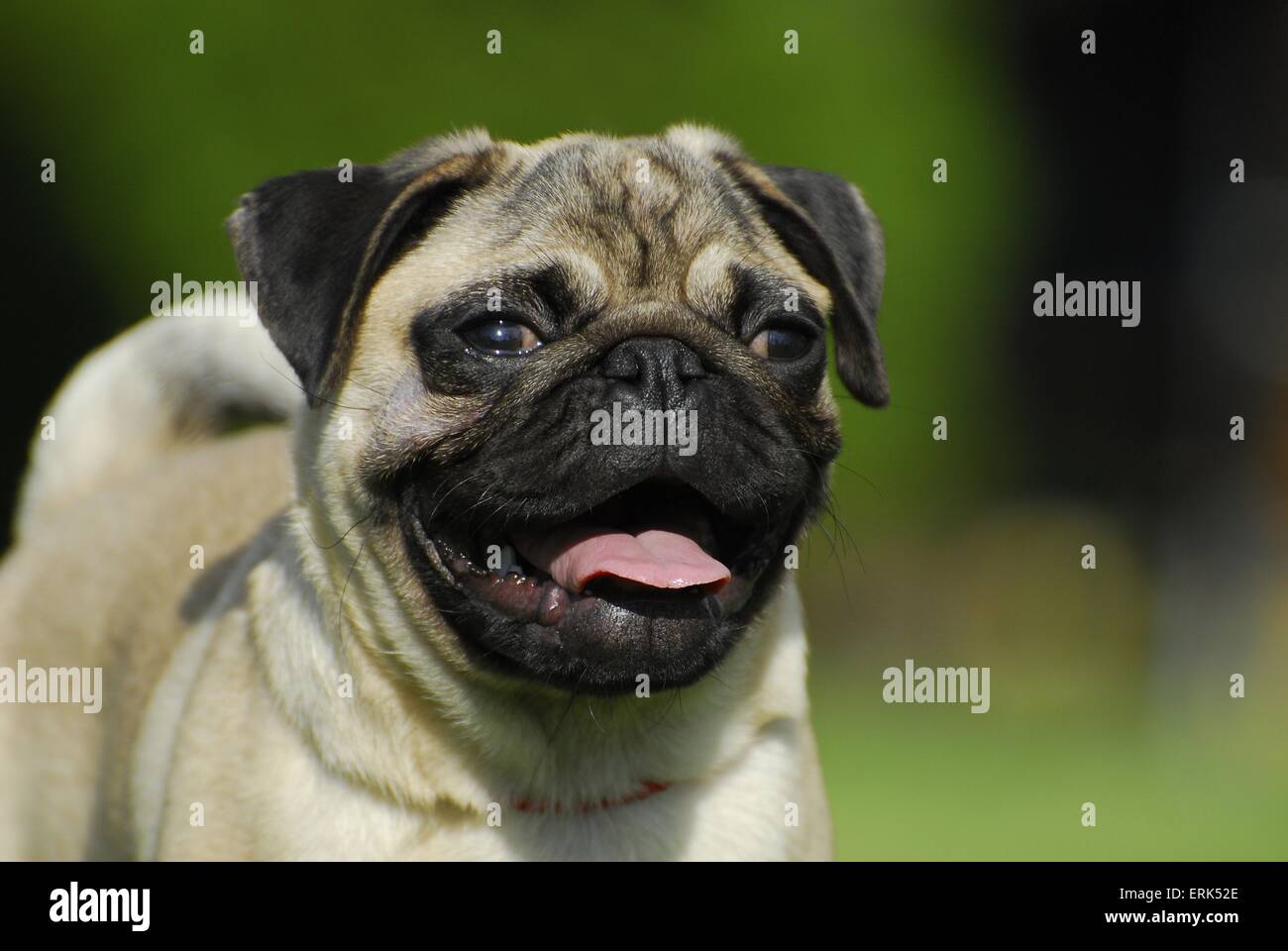 Portrait beige pug dog hi-res stock photography and images - Alamy