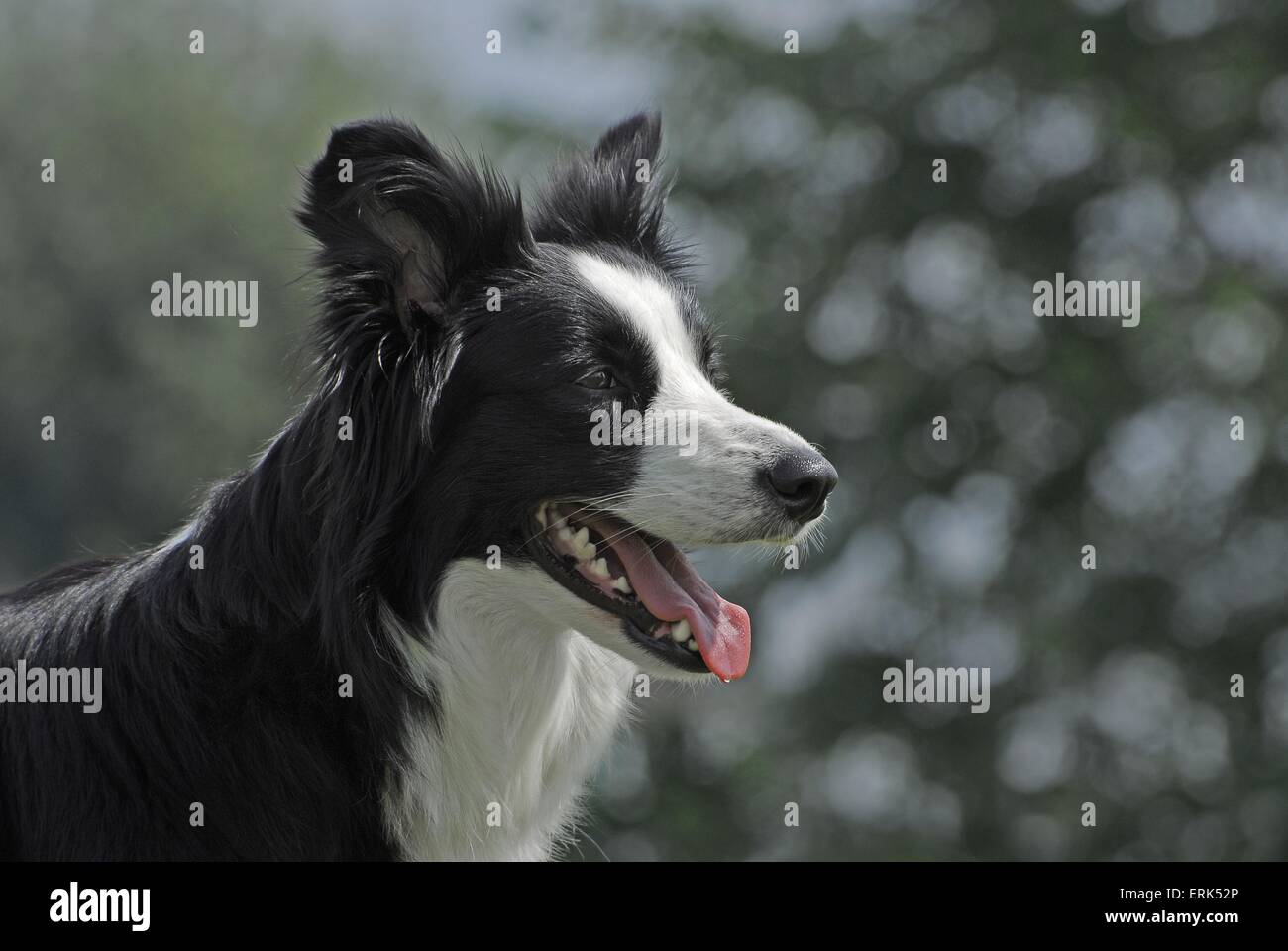 Side view border collie head hi-res stock photography and images - Alamy