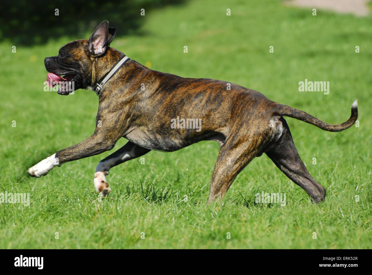 Boxer dog profile hi-res stock photography and images - Alamy