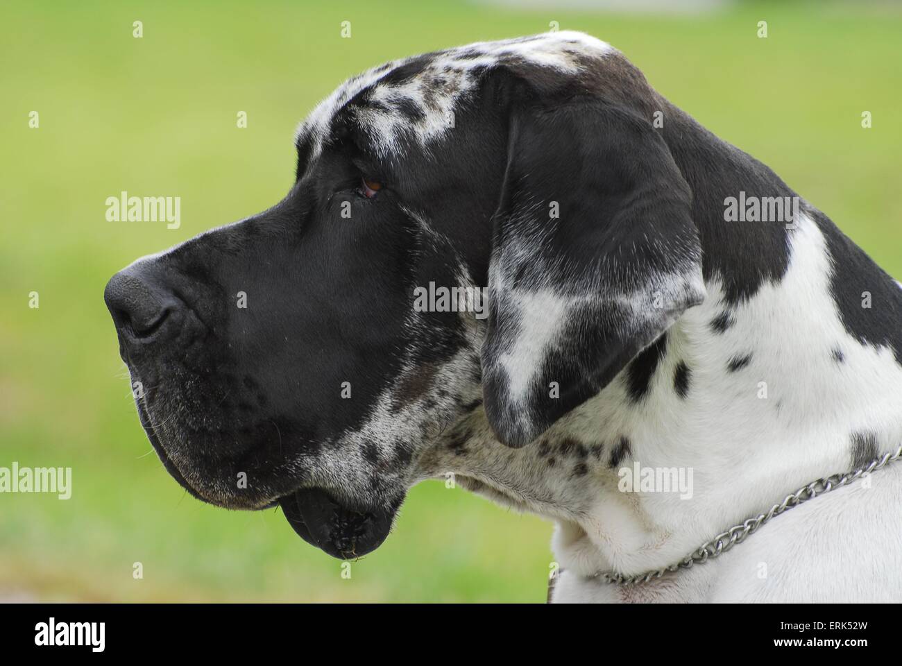 Profile great dane animals hi-res stock photography and images - Alamy