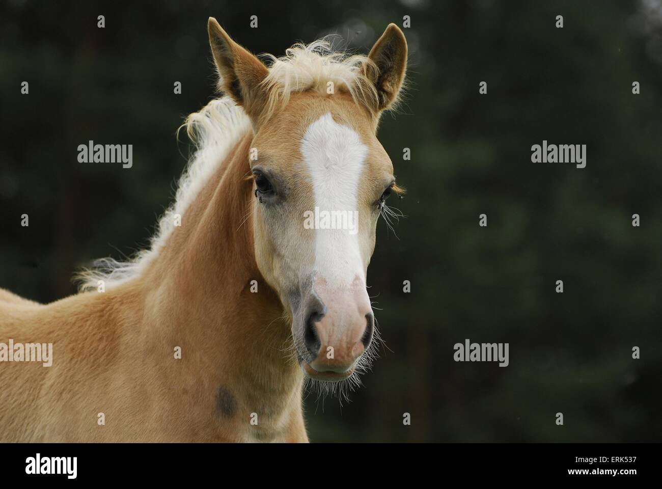 Young haflinger horse hi-res stock photography and images - Alamy