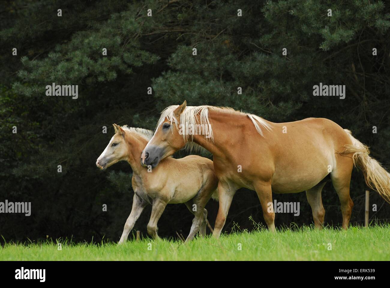 Haflinger mare with foal Stock Photo - Alamy
