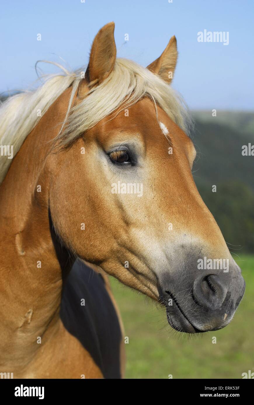 Of haflinger hi-res stock photography and images - Alamy