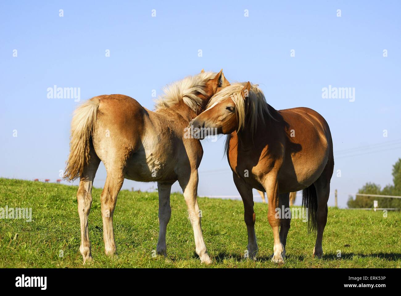 Haflinger mare with foal Stock Photo - Alamy