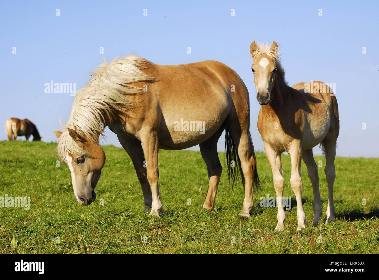Haflinger mare with foal Stock Photo - Alamy