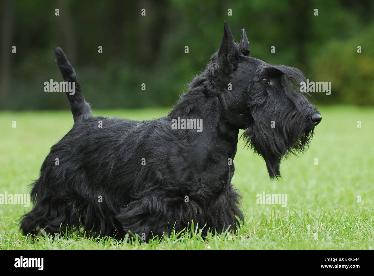Aberdeen terrier hi-res stock photography and images - Alamy