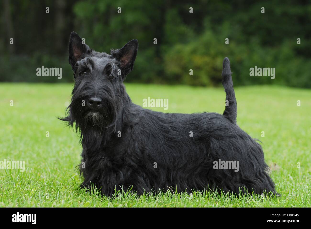 Scottish animals hi-res stock photography and images - Alamy