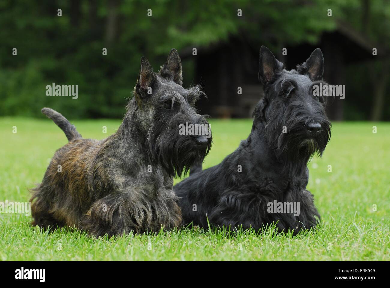 Black terriers scottish terriers hi-res stock photography and images ...