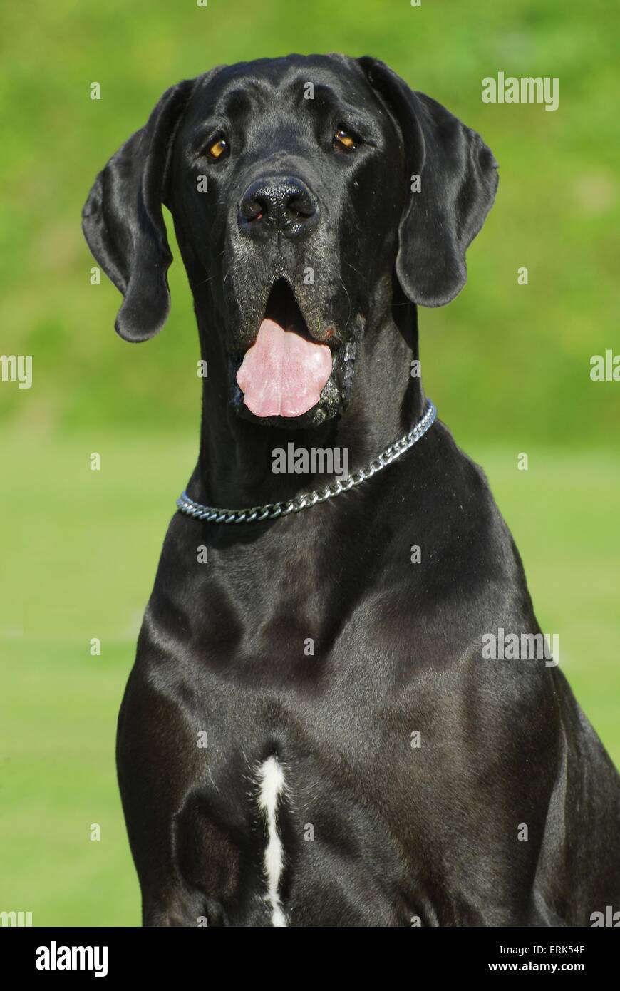 Great Dane Portrait Stock Photo - Alamy