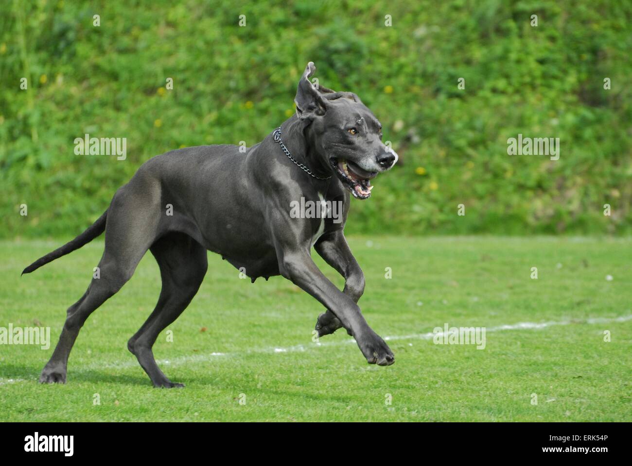 running Great Dane Stock Photo - Alamy