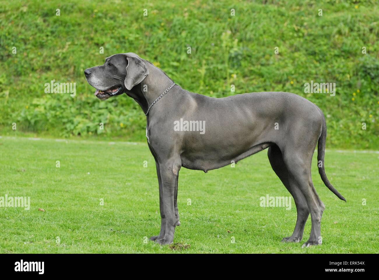 Blue great dane hi-res stock photography and images - Alamy