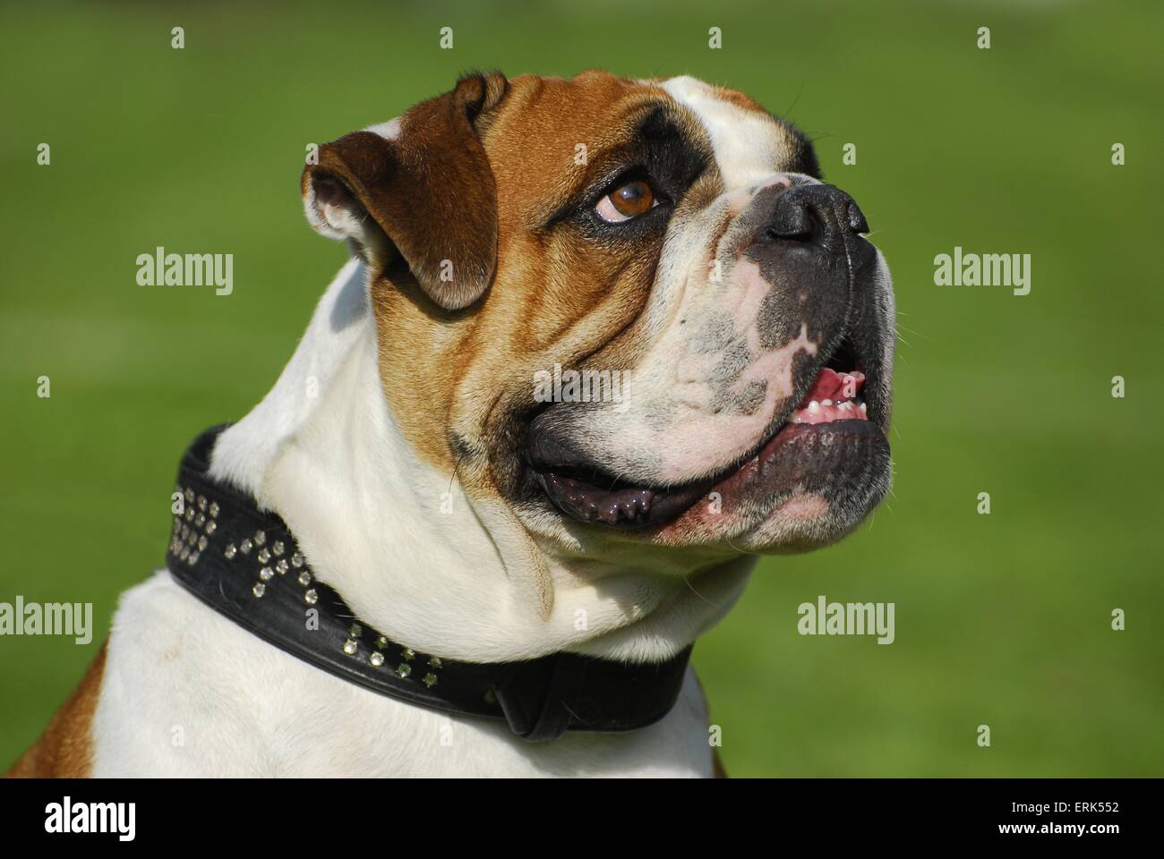 English Bulldog Portrait Stock Photo - Alamy