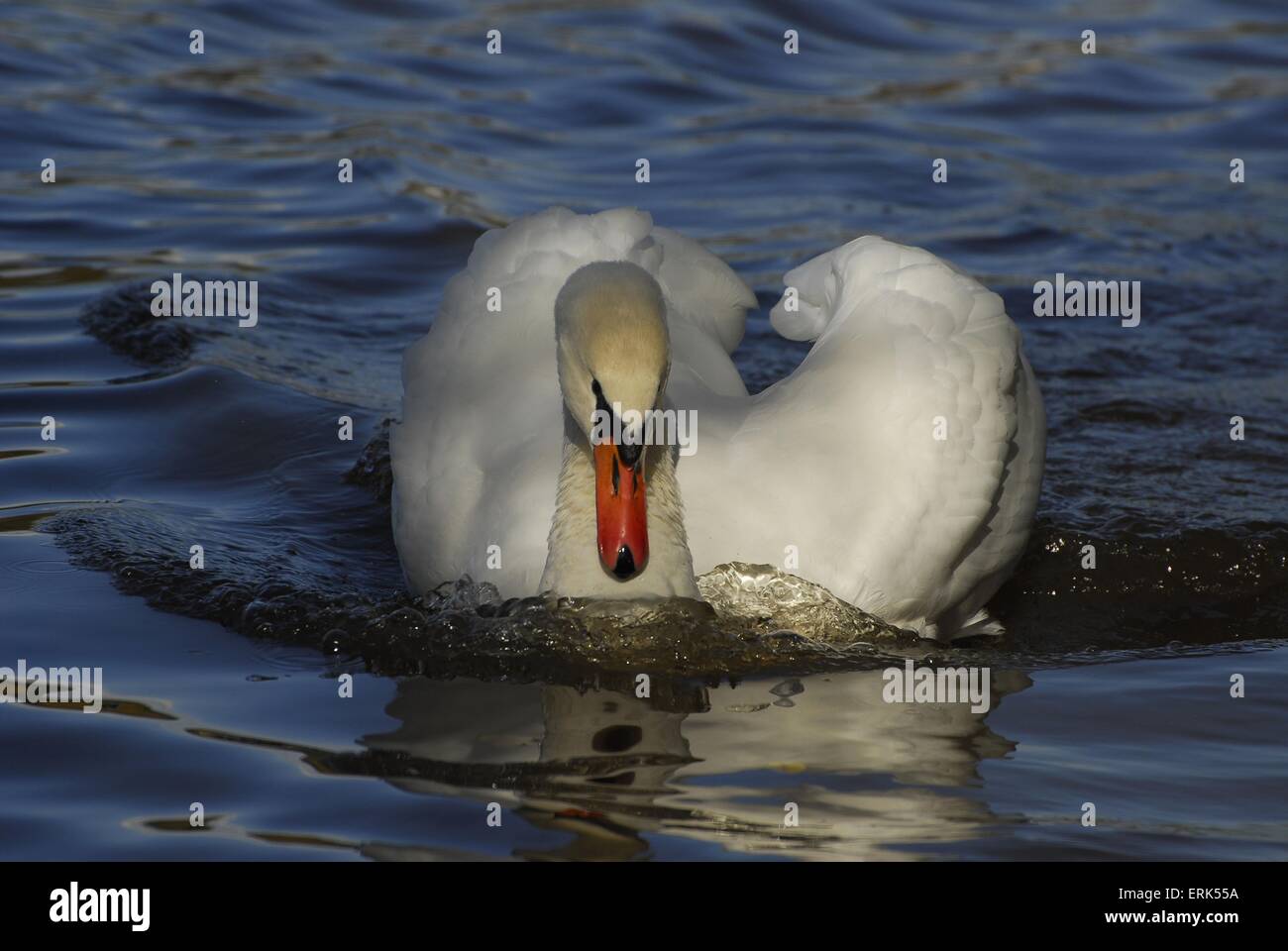 Birds waterfowl aves hi-res stock photography and images - Alamy
