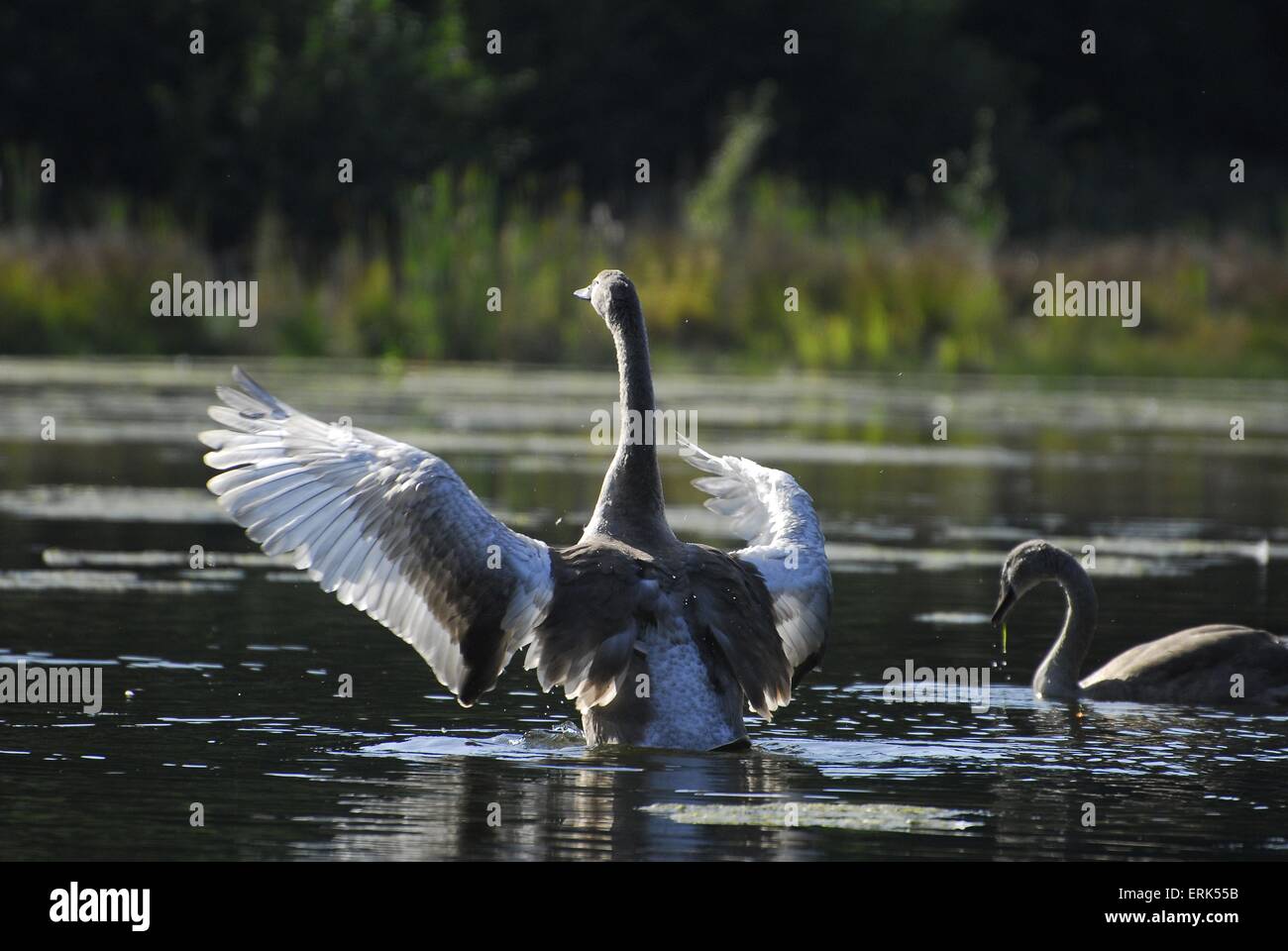 Swan rear view hi-res stock photography and images - Alamy
