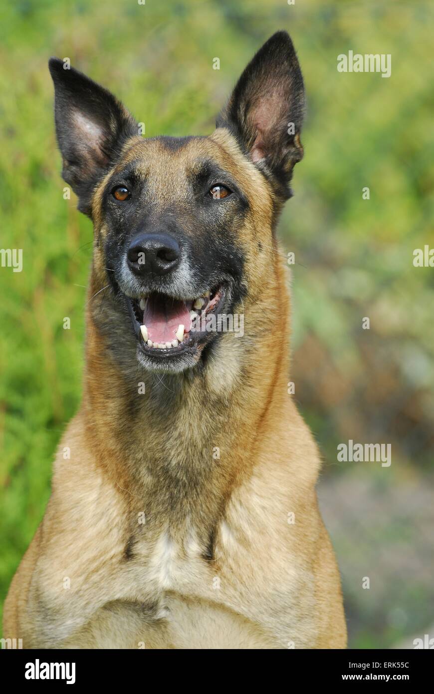 Head Portrait Belgian Malinois High Resolution Stock Photography and ...