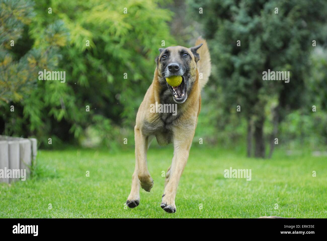 Malinois playing ball hi-res stock photography and images - Alamy