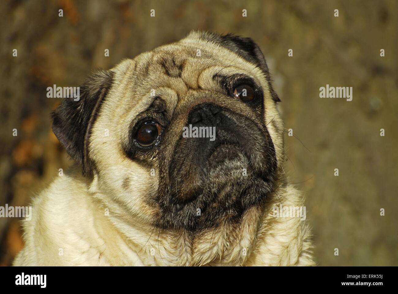 Elderly pug hi-res stock photography and images - Alamy