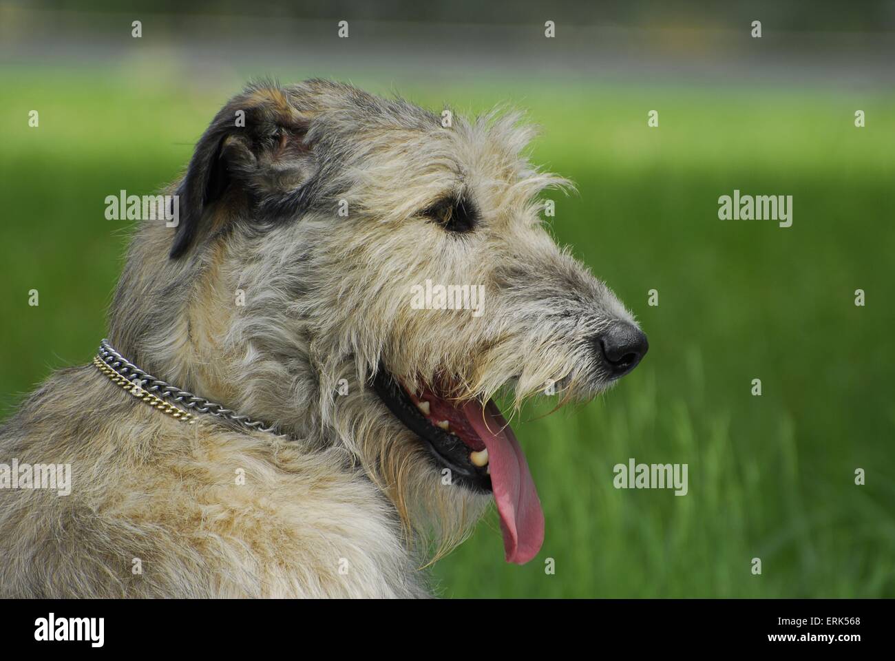 Irish Wolfhound Portrait Stock Photo - Alamy