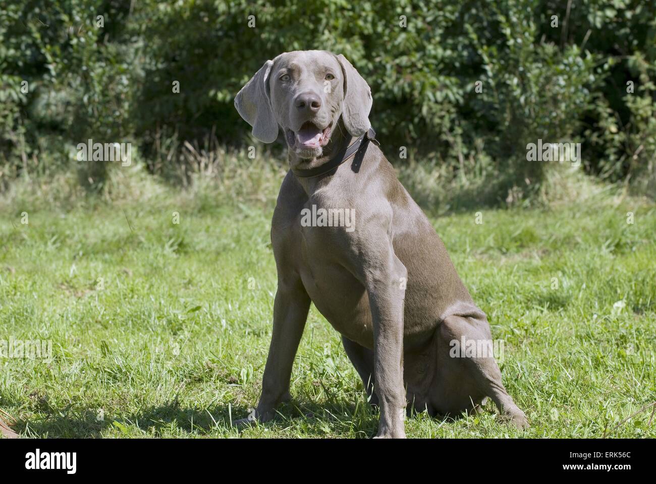 Weimaraner Dog High Resolution Stock Photography and Images - Alamy