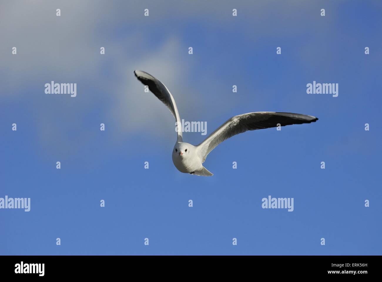 Mews hi-res stock photography and images - Alamy