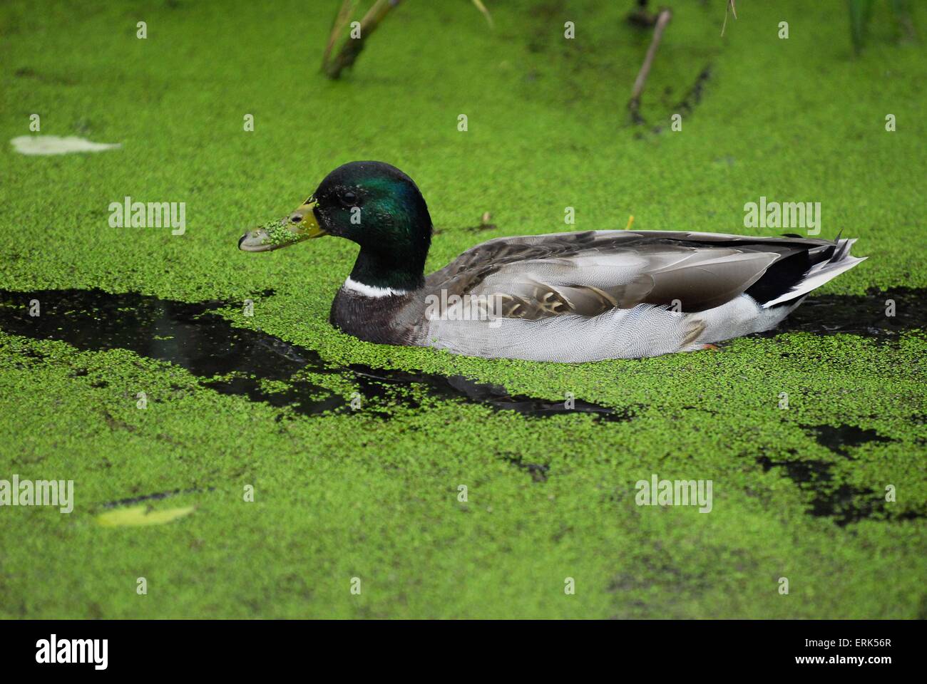 Mallard duck side view hi-res stock photography and images - Alamy