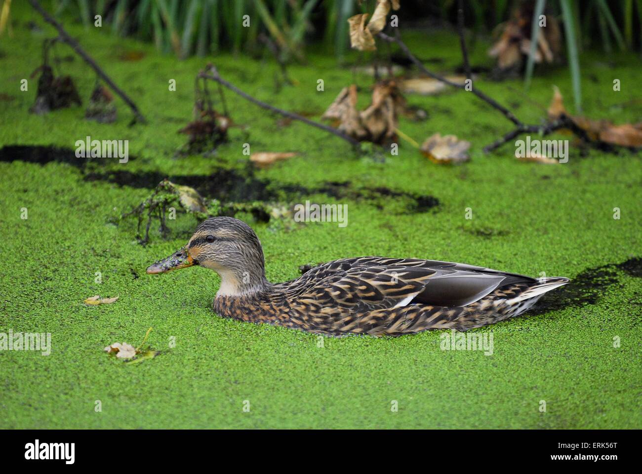 Mallard duck side view hi-res stock photography and images - Alamy