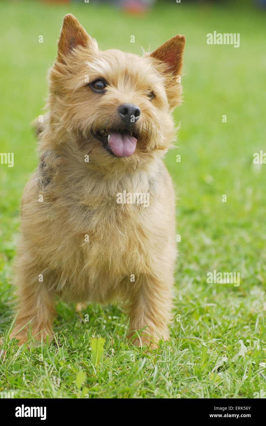 Dog norwich terrier adult standing hi-res stock photography and images ...
