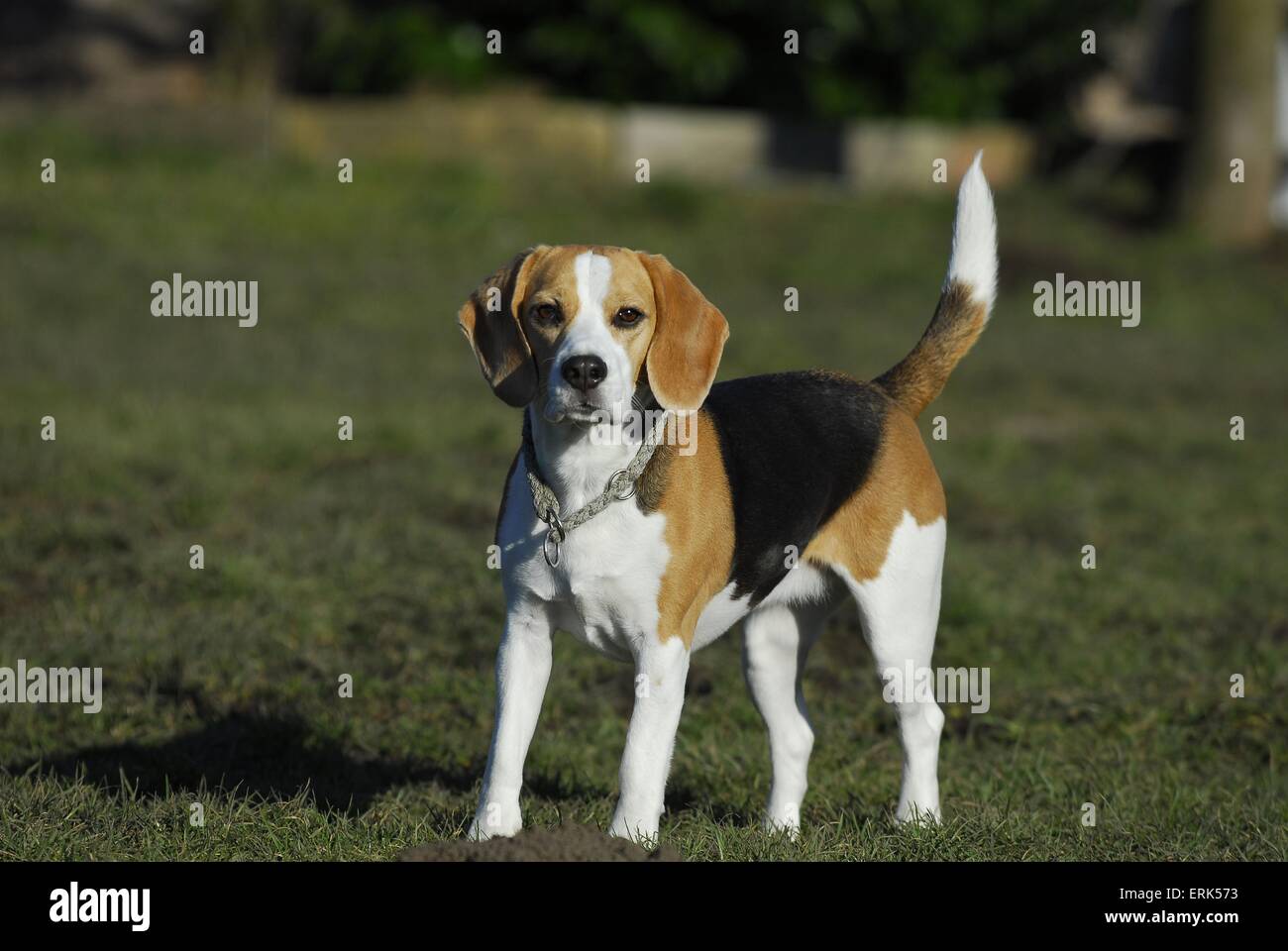Purebred beagle dog standing hi-res stock photography and images - Alamy