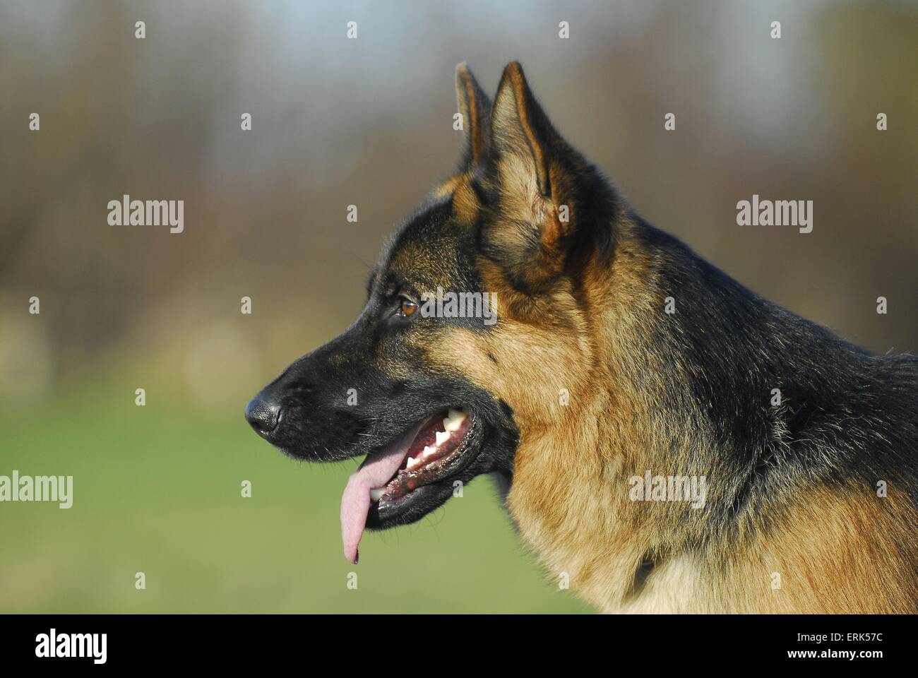 German Shepherd Portrait Stock Photo - Alamy