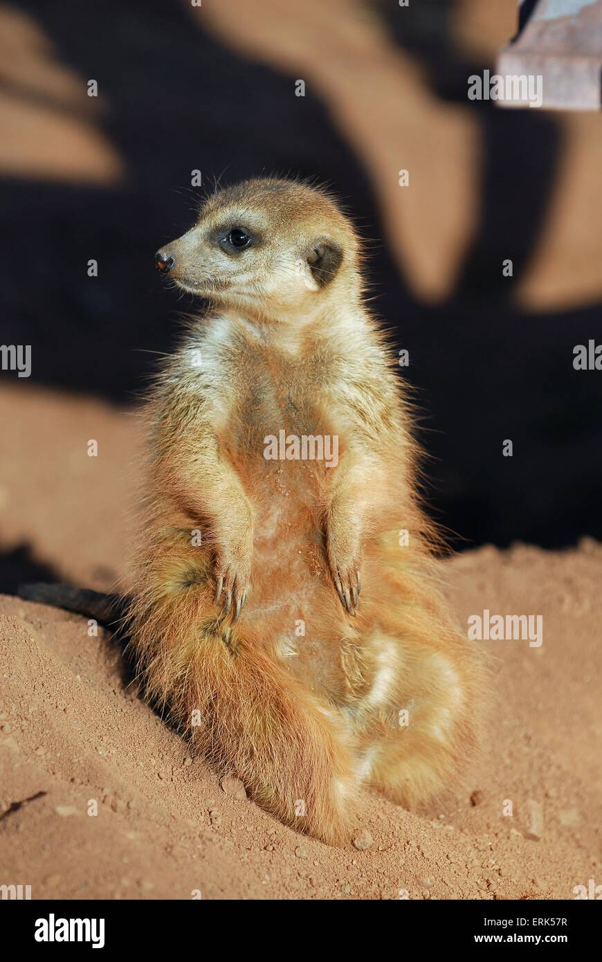 Suricats hi-res stock photography and images - Alamy