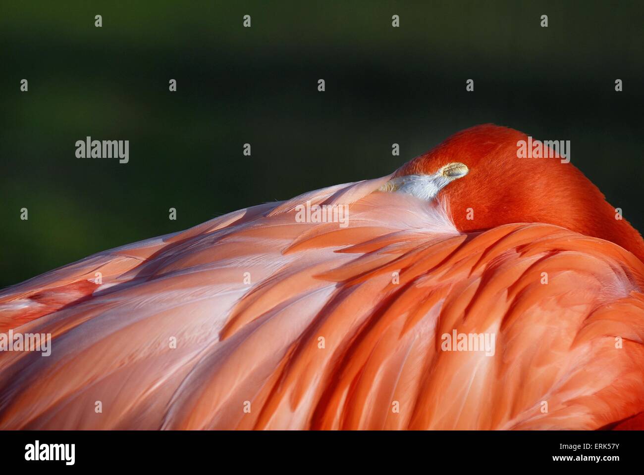 Tired birds hi-res stock photography and images - Alamy
