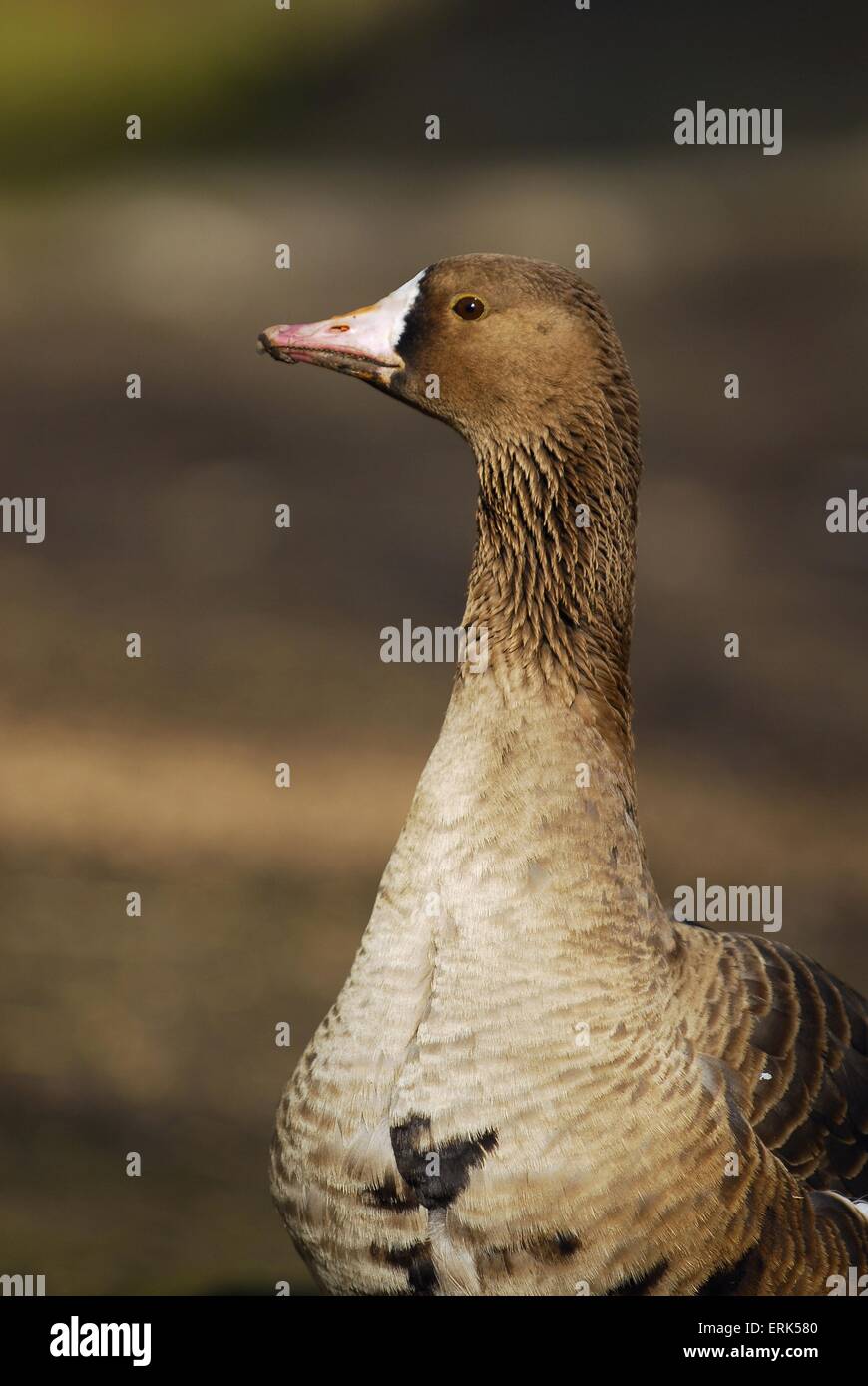 White fronted birds hi-res stock photography and images - Alamy