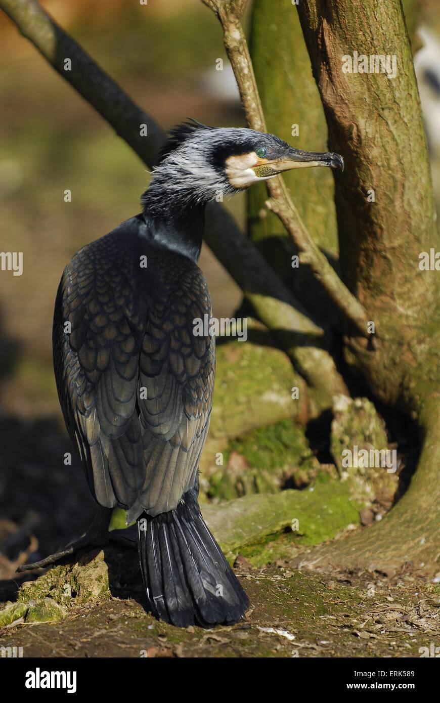 Cormorant cormorants birds hi-res stock photography and images - Alamy