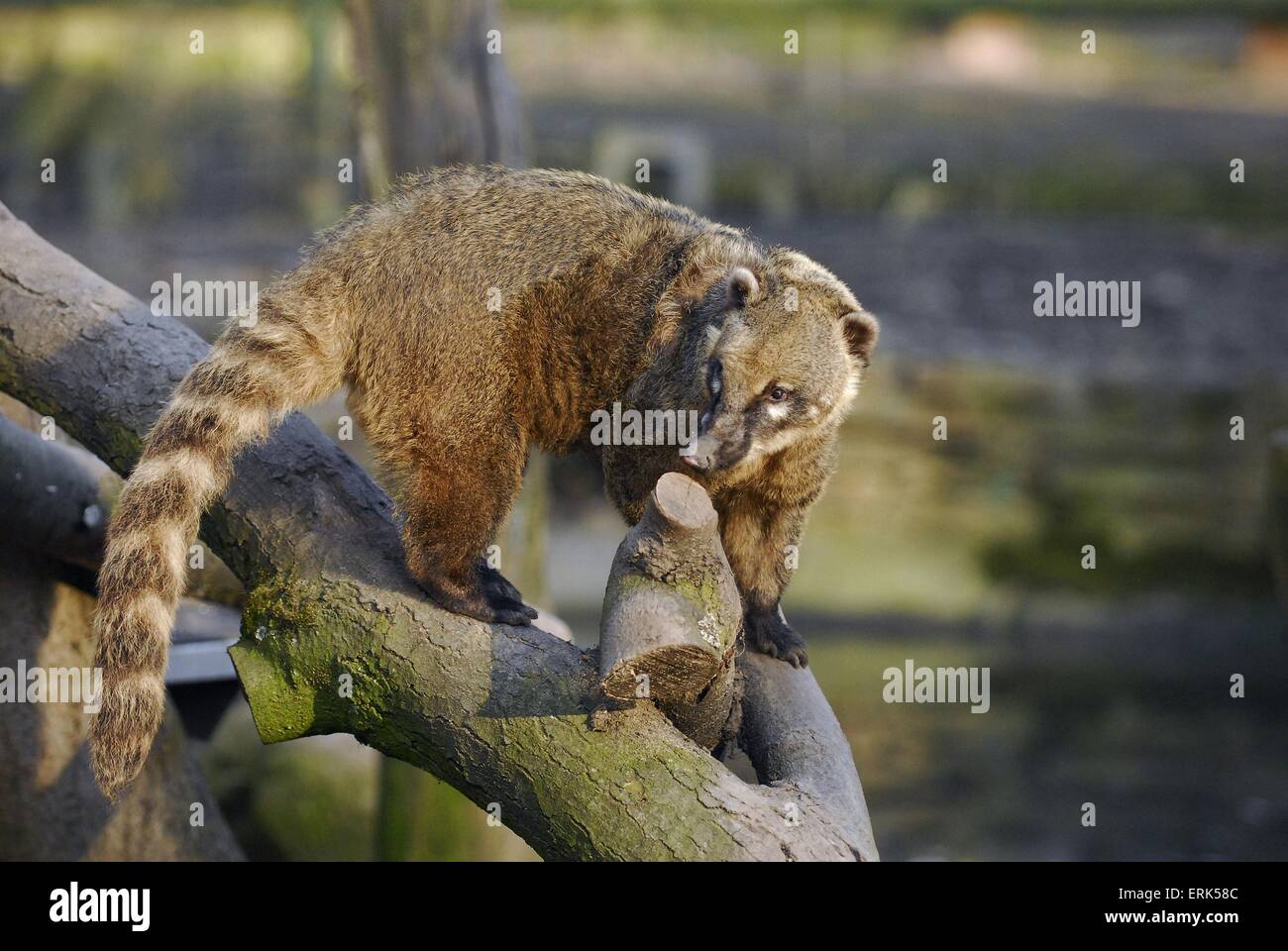 Common coati hi-res stock photography and images - Alamy