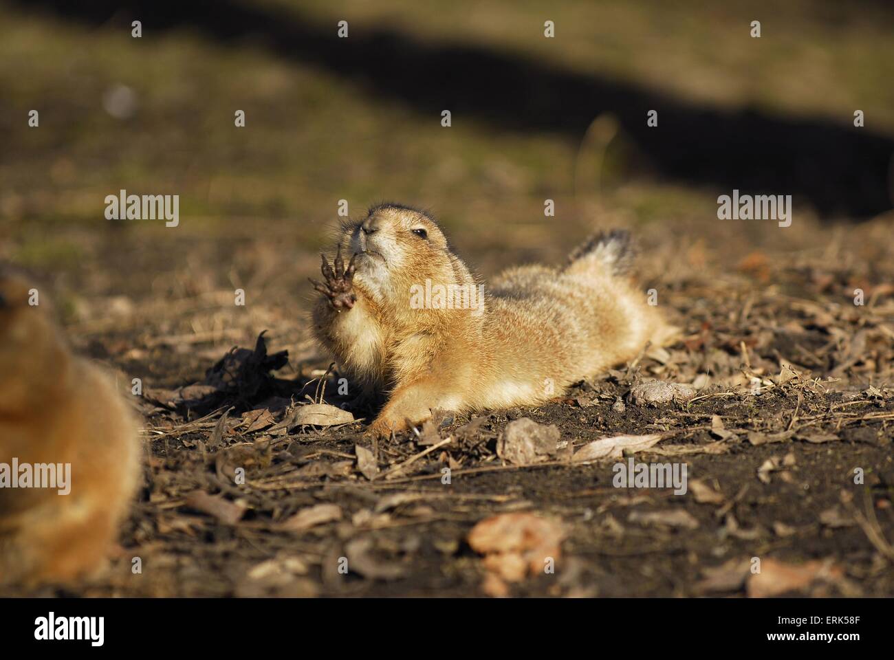 Captive prairie dogs hi-res stock photography and images - Alamy