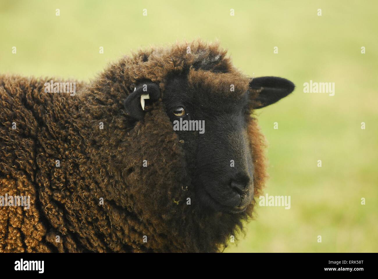 Dark brown sheep hi-res stock photography and images - Alamy