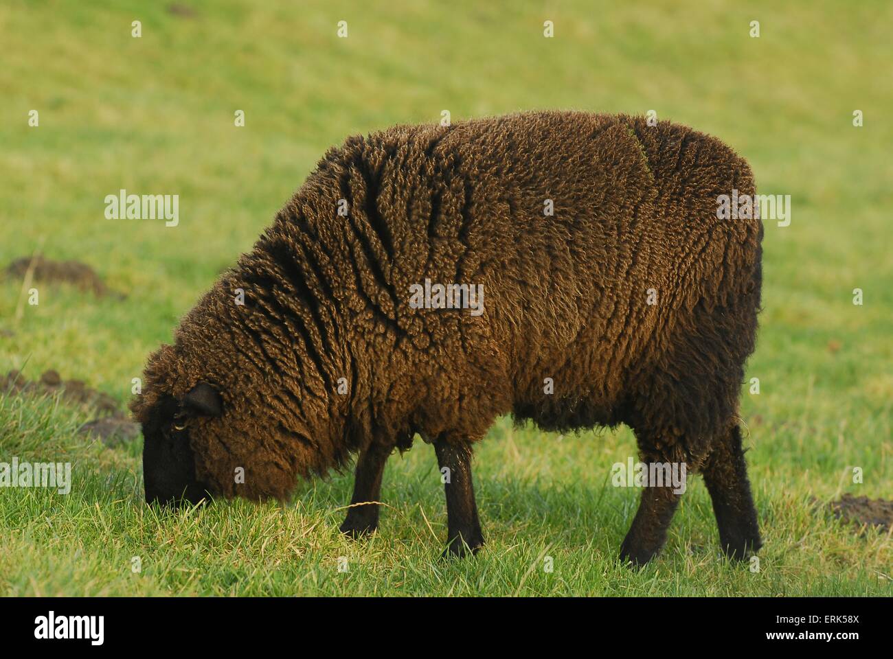 Domestic sheep side profile hi-res stock photography and images - Alamy