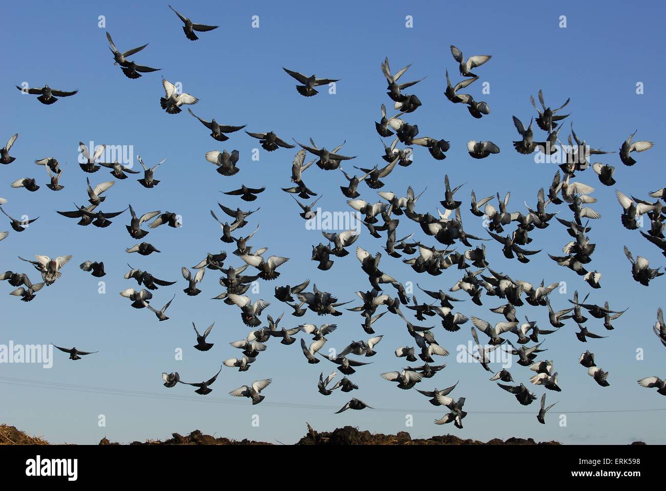 Flock Of Doves High Resolution Stock Photography and Images - Alamy
