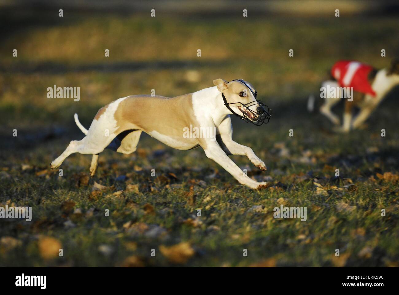 Whippet running hi-res stock photography and images - Alamy