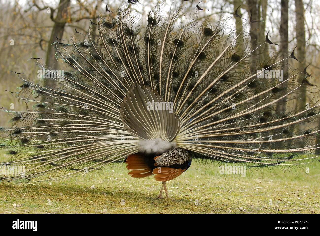 A back view of a peacock hi-res stock photography and images - Alamy