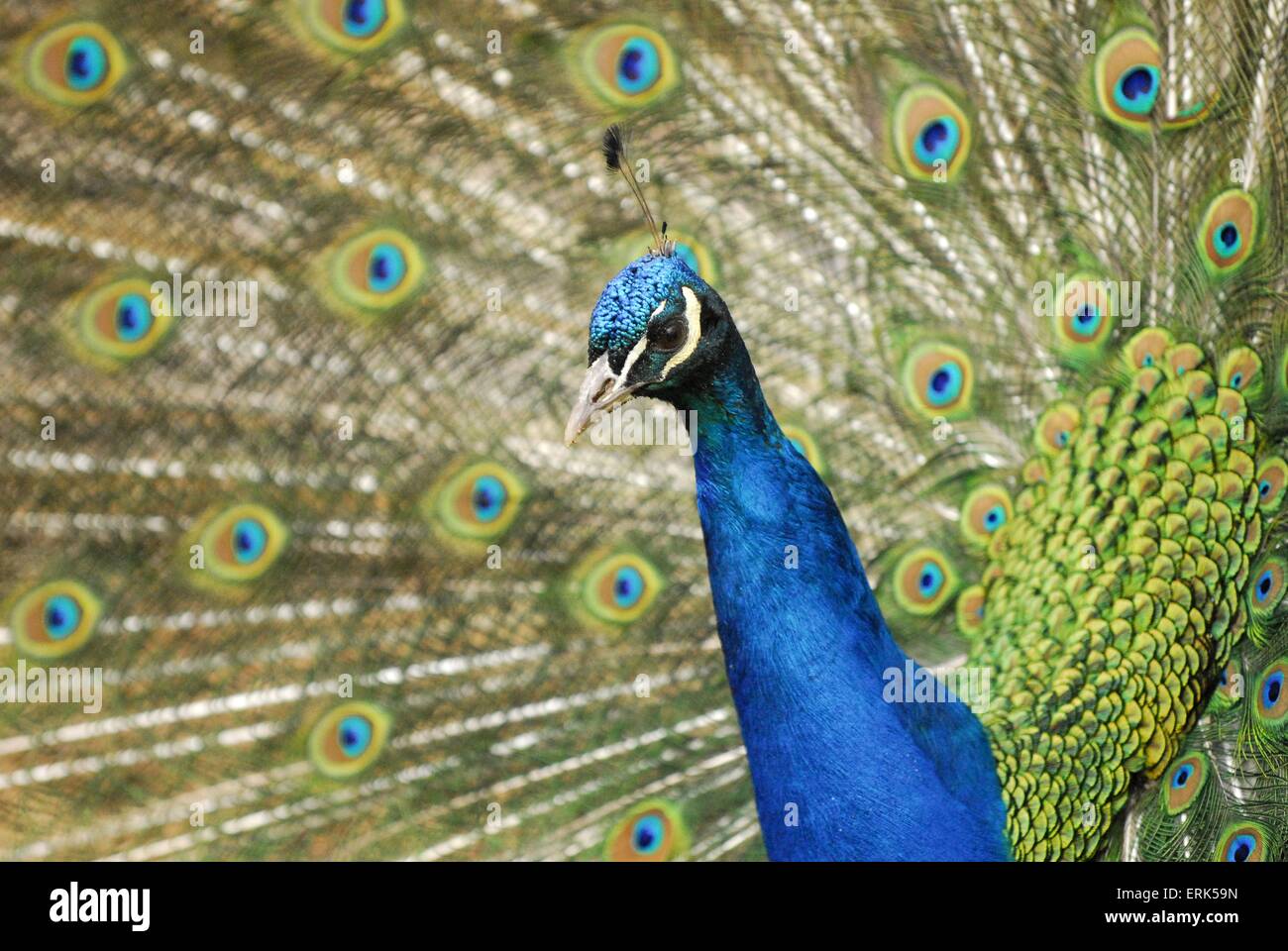 Peacock side view hi-res stock photography and images - Alamy
