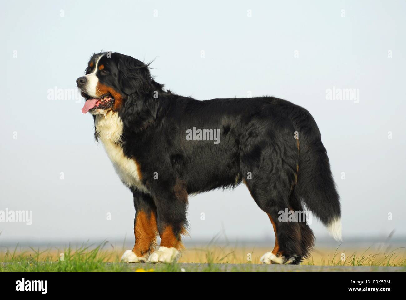 Bernese mountain dog side profile hi-res stock photography and images ...