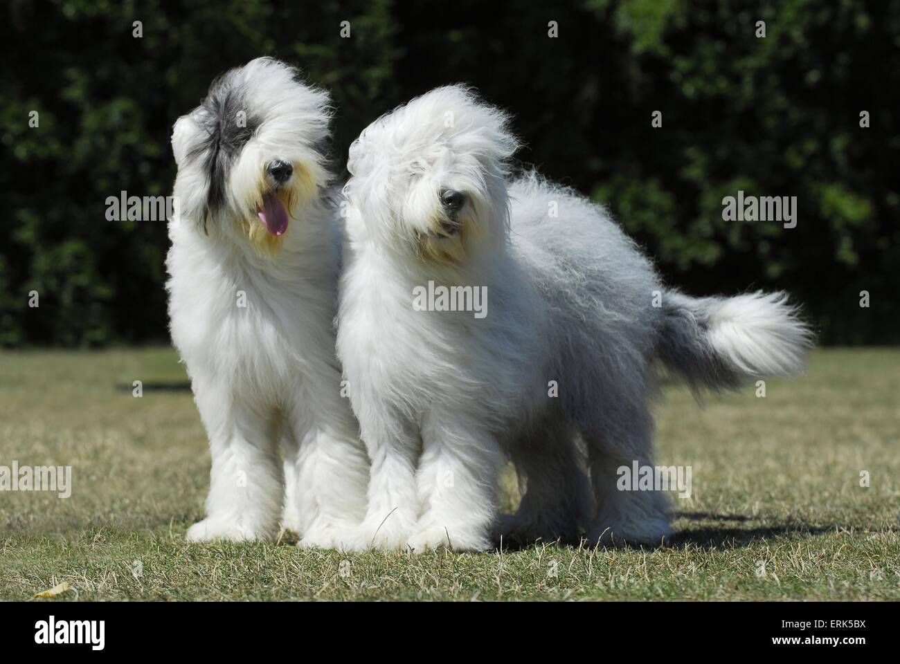 Bobtail Standing High Resolution Stock Photography and Images - Alamy