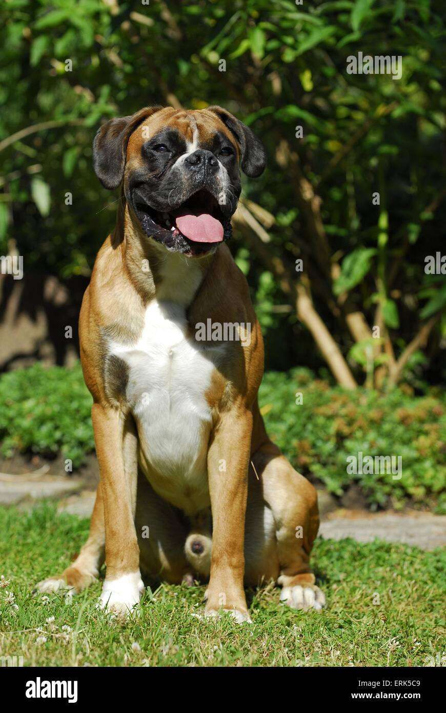 Boxer pants hi-res stock photography and images - Alamy