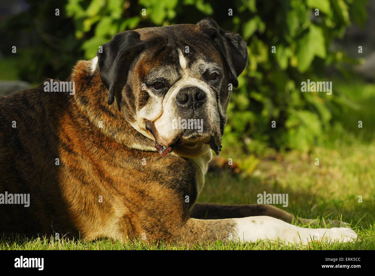 Elderly boxer dog hi-res stock photography and images - Alamy