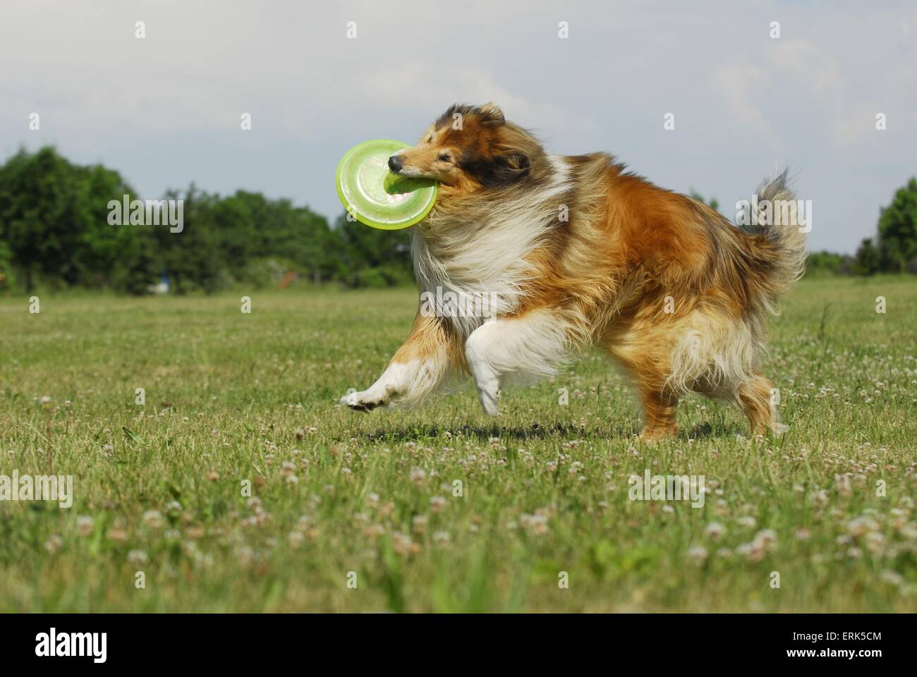 Sable white adult with a toy hi-res stock photography and images - Alamy