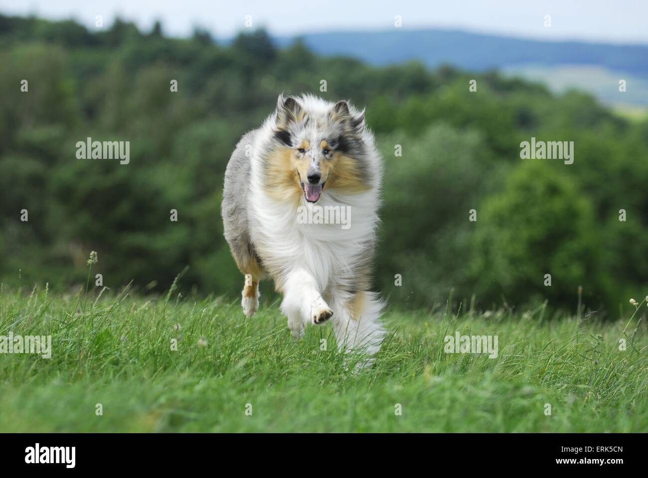 Running collie hi-res stock photography and images - Alamy