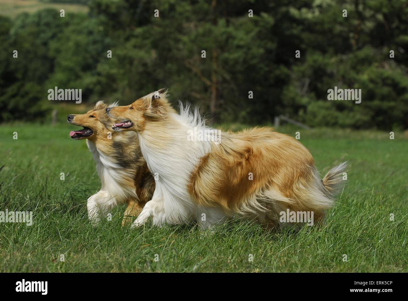 Running collie hi-res stock photography and images - Alamy