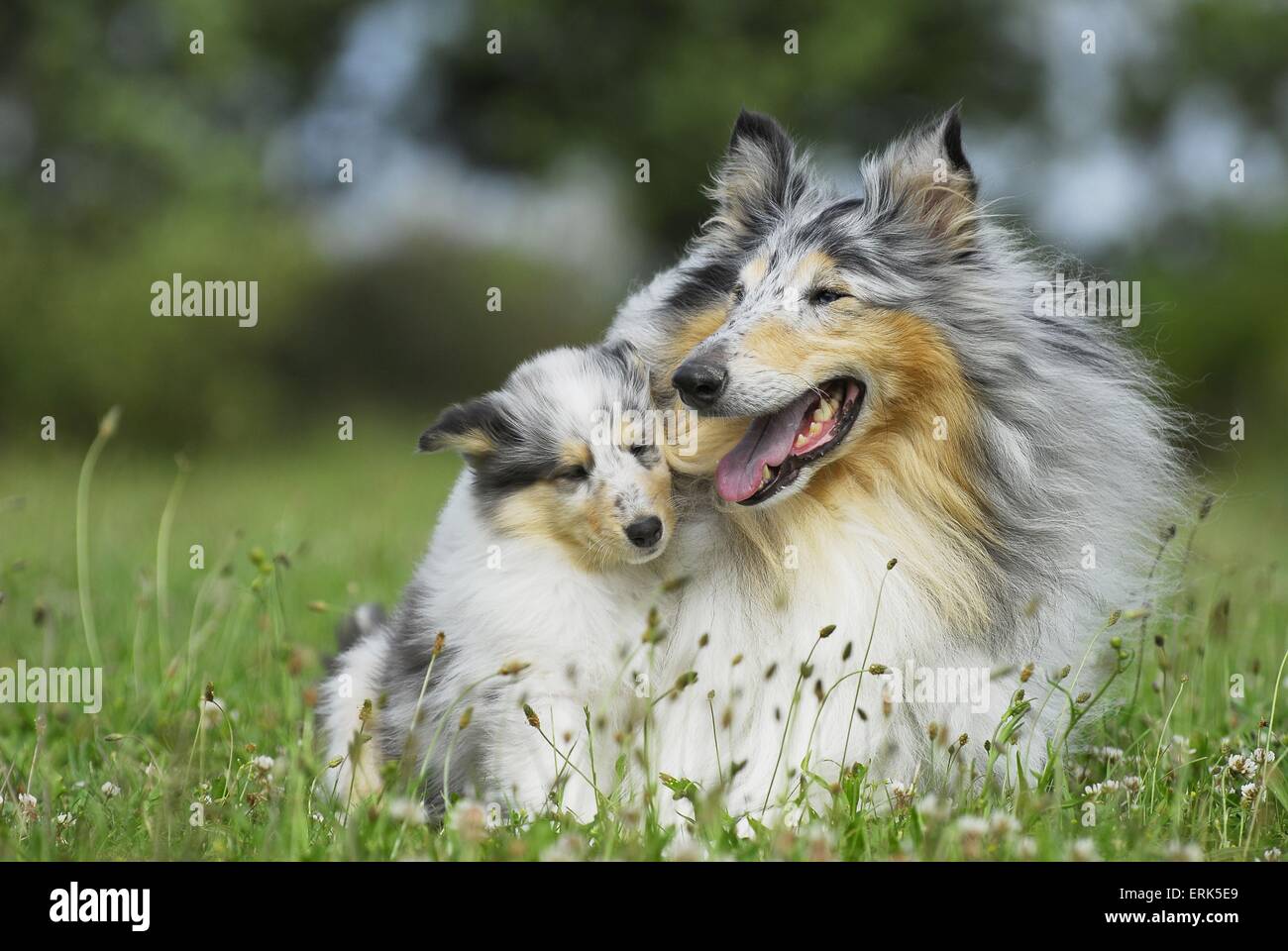 Collie she-dog with puppy Stock Photo - Alamy