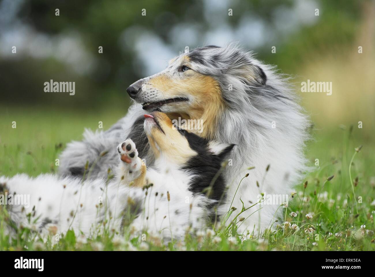Collie she-dog with puppy Stock Photo - Alamy
